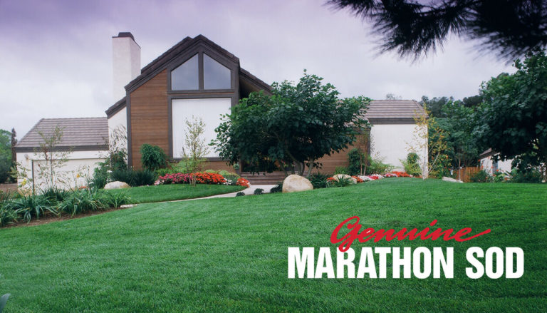 Buy Marathon Sod ~ Orange County Sod Farm ~ 1-866-775-5455